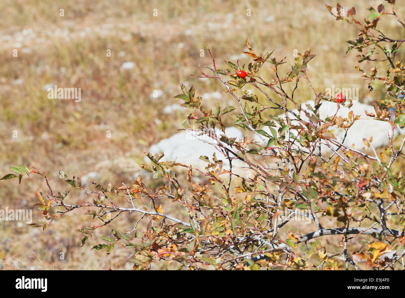 brier bush on mountain plateau Ai-Petri in Crimea in sunny autiumn day ...