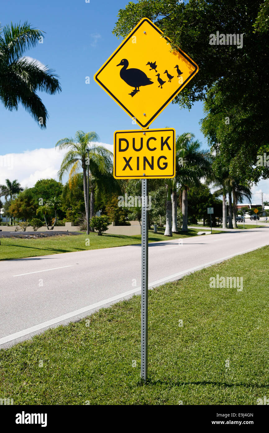 Duck xing hi-res stock photography and images - Alamy