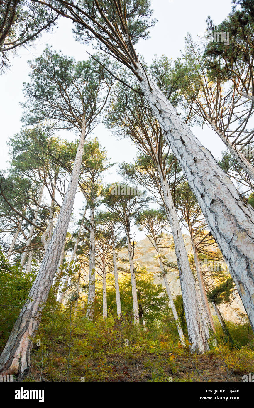 Pinus nigra crimean pine pallasiana hi-res stock photography and images ...