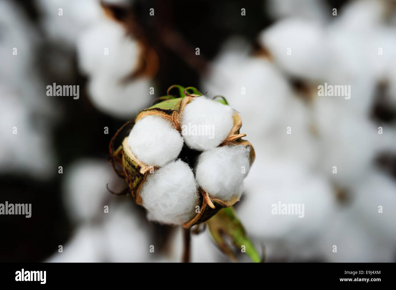 Boll formation hi-res stock photography and images - Alamy