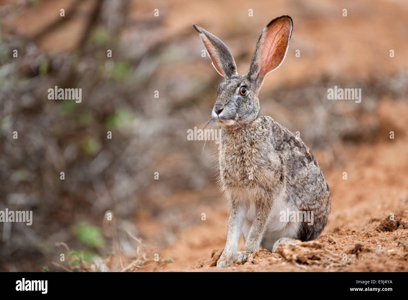 Cape hare, Lepus capensis, Addo national park, South Africa Stock Photo ...