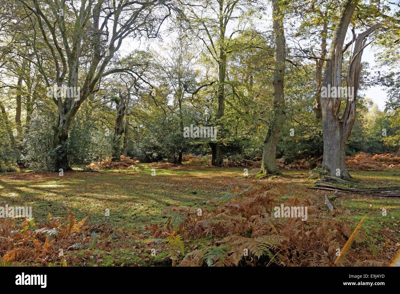 Bramshaw, new forest hi-res stock photography and images - Alamy
