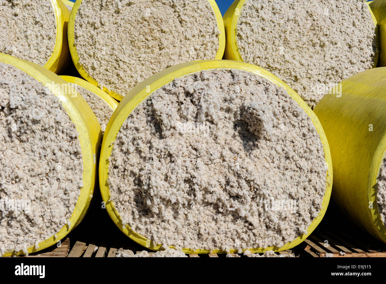 TURKEY, Menemen, harvest of conventional cotton with John Deere cotton ...