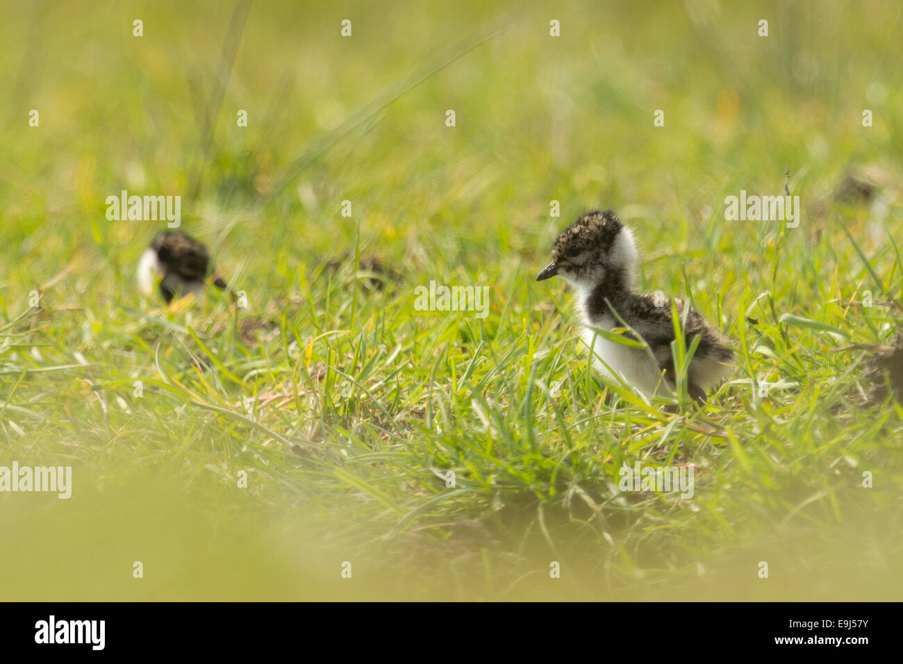 Baby lapwing hi-res stock photography and images - Alamy