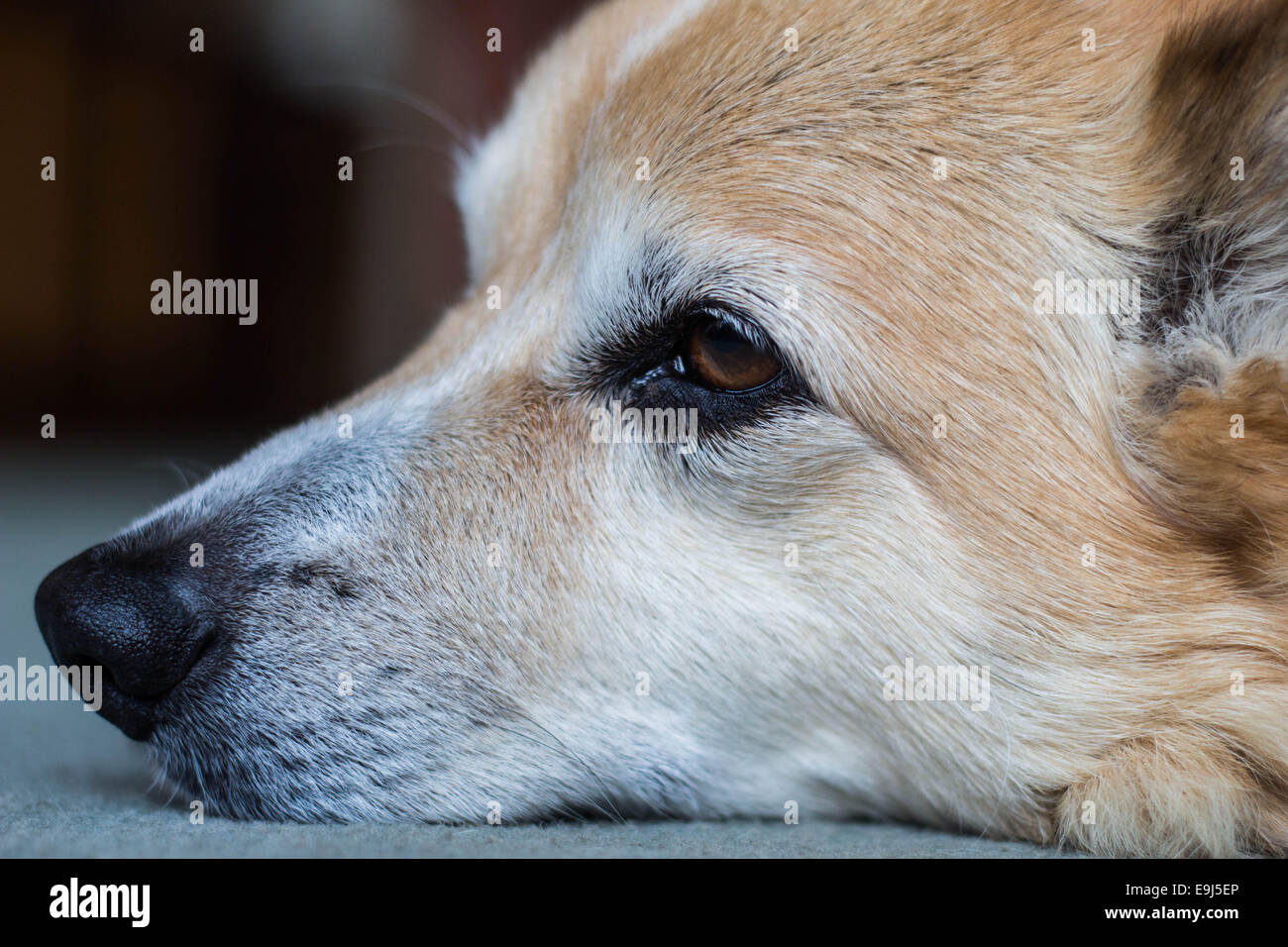 Pembroke Welsh Corgi looking tired Stock Photo - Alamy