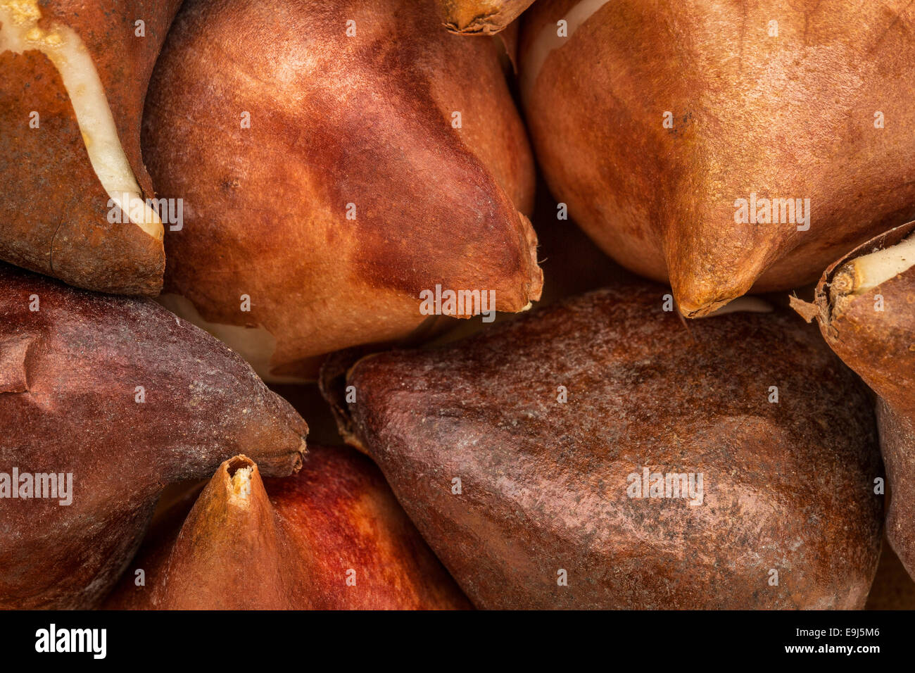 abstract texture of tulip bulbs ready for planting in a fall Stock ...