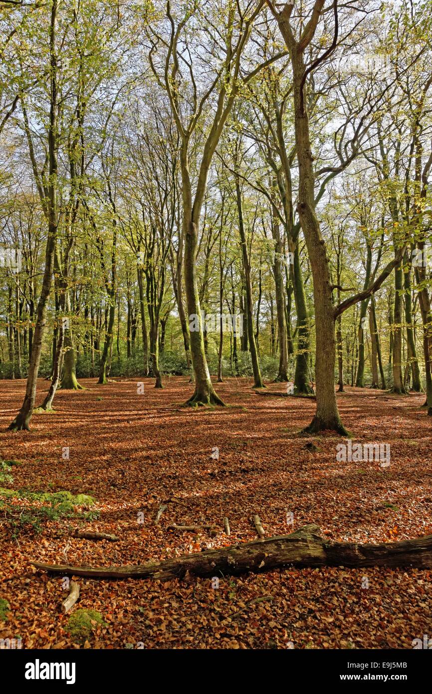 Bramshaw, new forest hi-res stock photography and images - Alamy