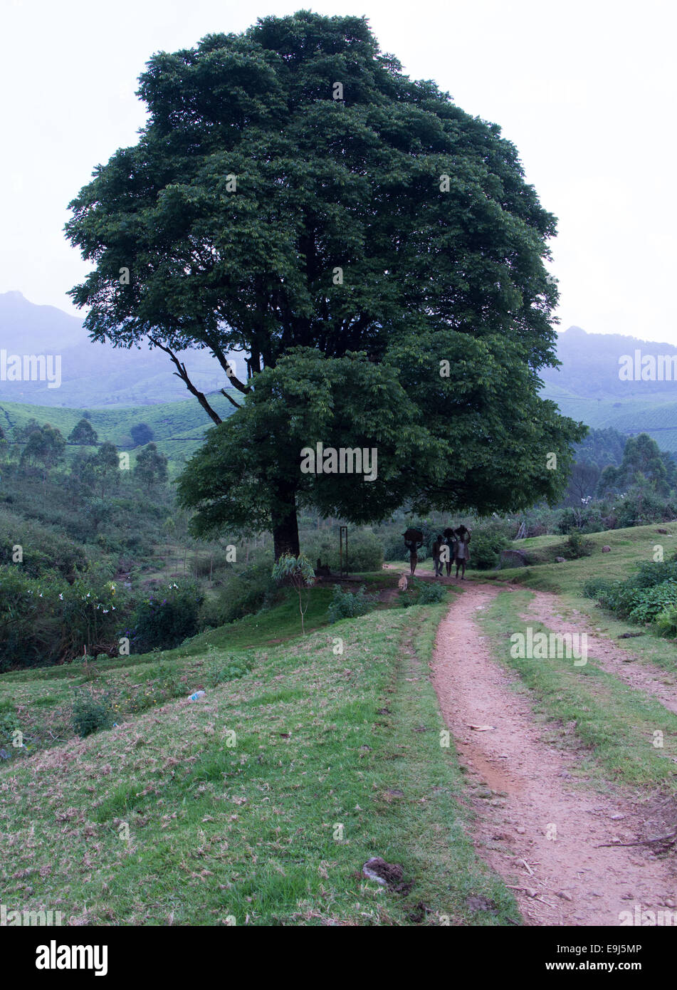 Path with a tree on road side lanes in tea plantation Munnar Stock ...