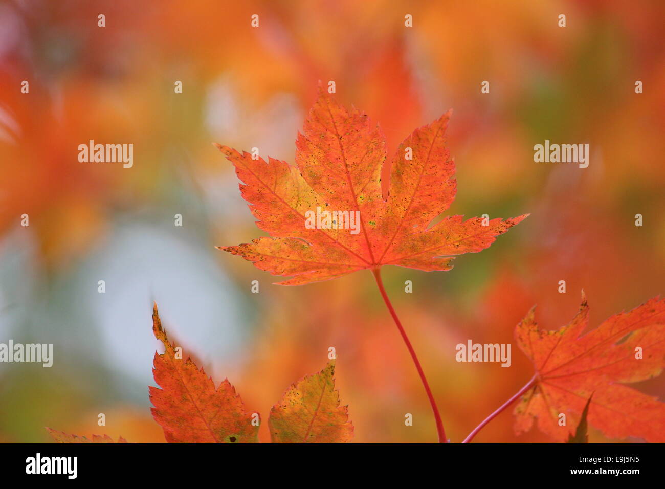 Orange Autumn Leaf Stock Photo - Alamy