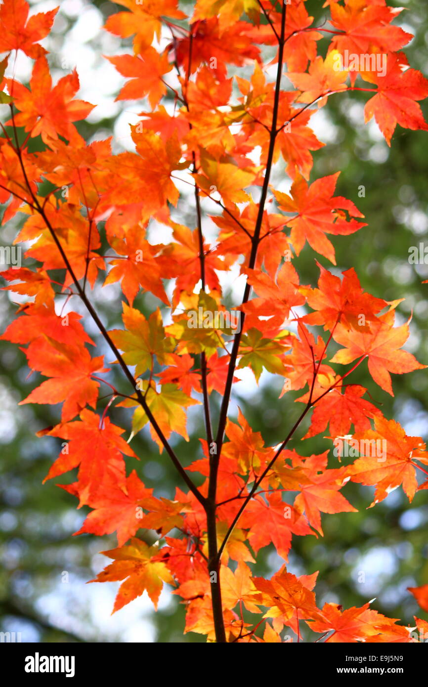Autumn glow hi-res stock photography and images - Alamy
