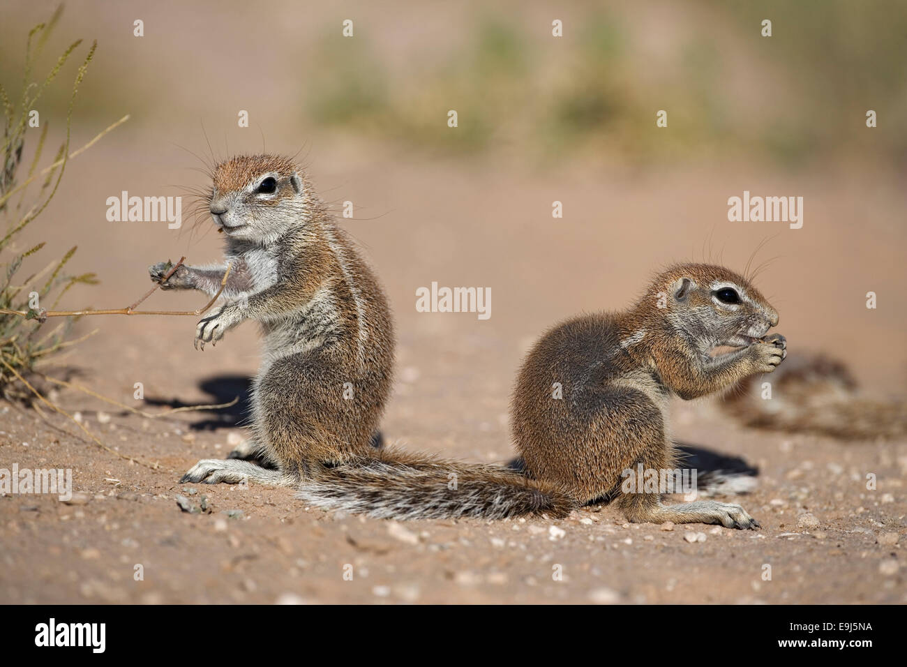 Ground squirrels, Xerus inauris, Kgalagadi Transfrontier Park, South ...