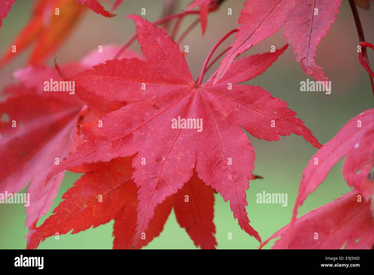 Red Autumn Leaf Stock Photo - Alamy