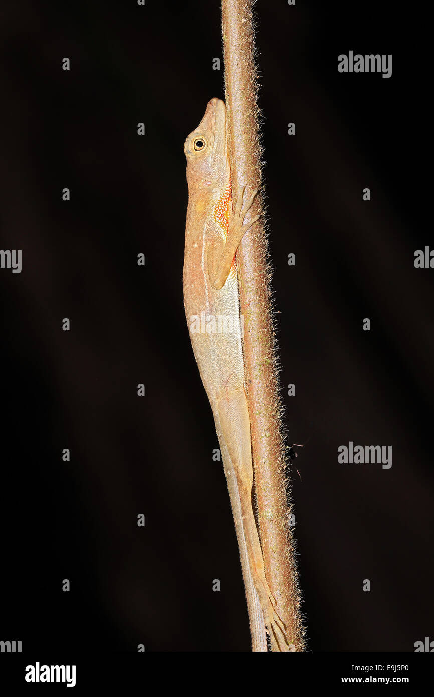 Slender Anole (Anolis Gadovii) on a Stick, Drake Bay, Costa Rica Stock ...