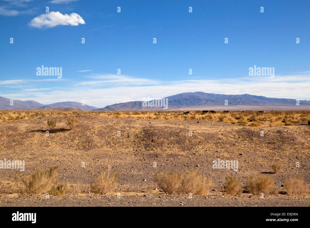 Andean lanscape in the "Puna de Atacama" (3450 m of altitude). Salta ...