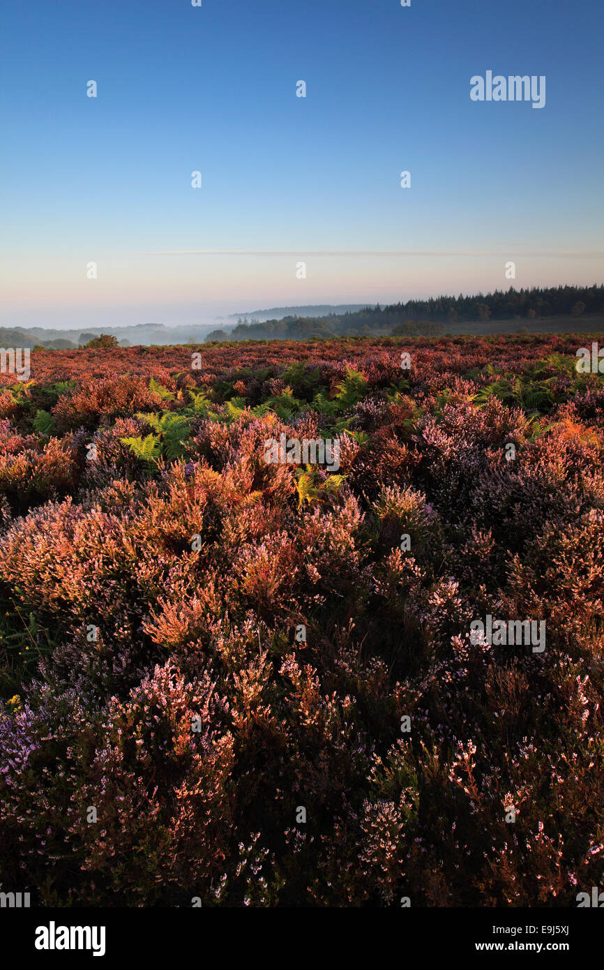 Ibsley common hi-res stock photography and images - Alamy
