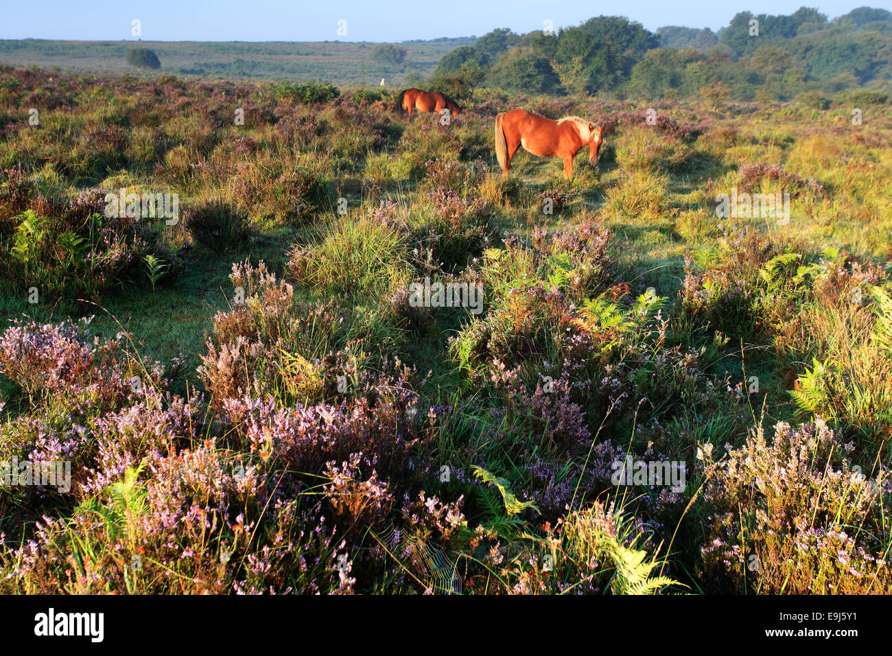 Misty morning sunrise; Ibsley Common, New Forest National Park ...