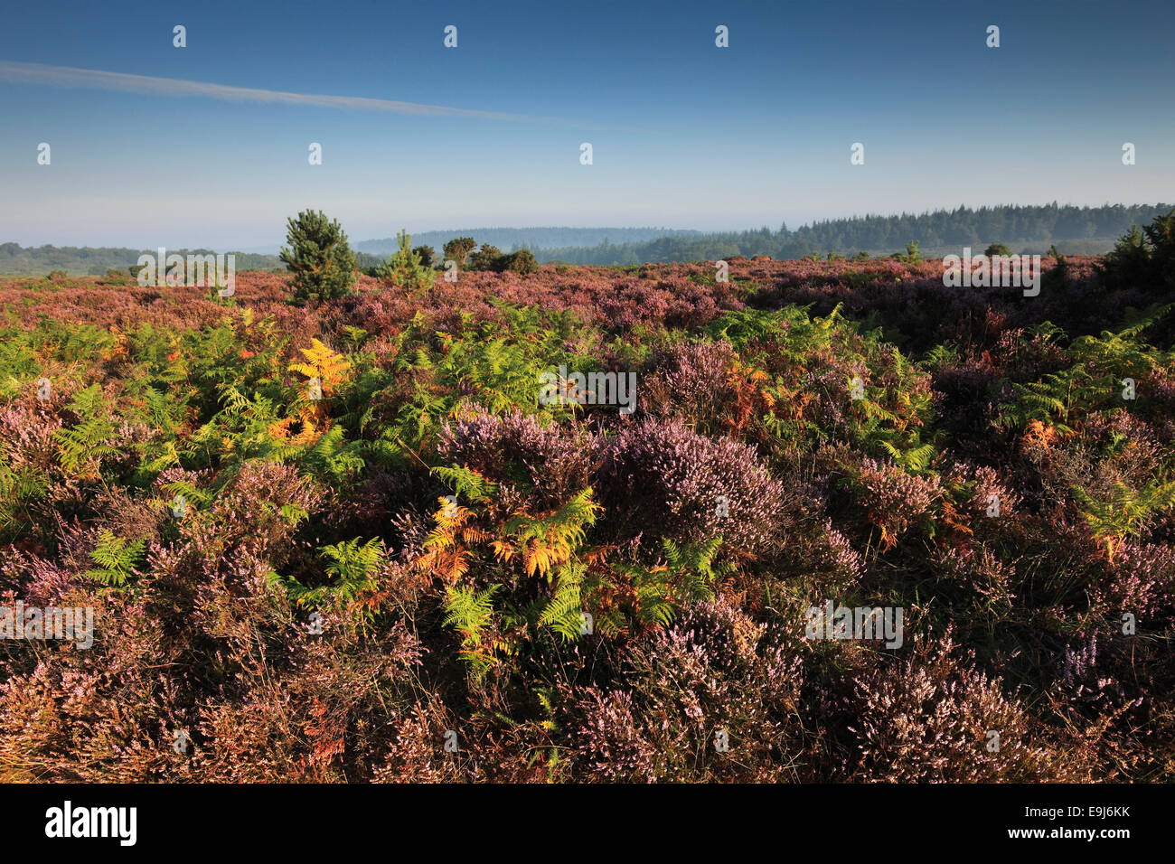 Misty morning sunrise; Ibsley Common, New Forest National Park ...