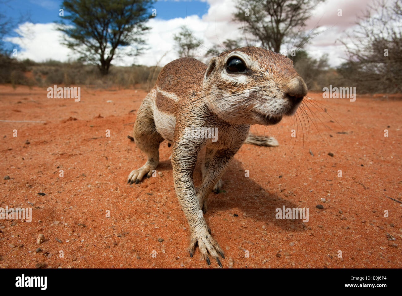 Ground squirrel, Xerus inauris, Kgalagadi Transfrontier Park, Northern ...