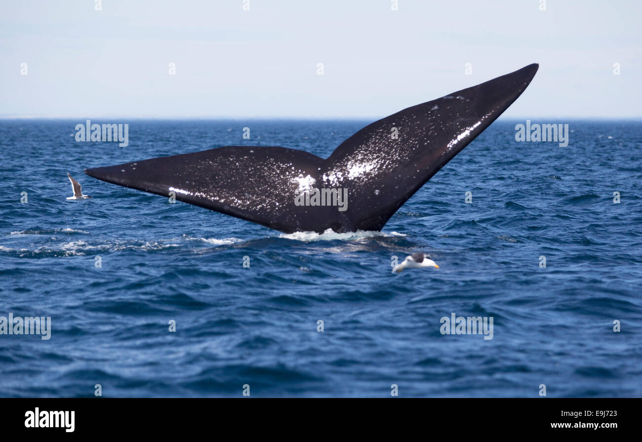 Southern right whale (Eubalaena Australis) "tail sailing". Puerto ...