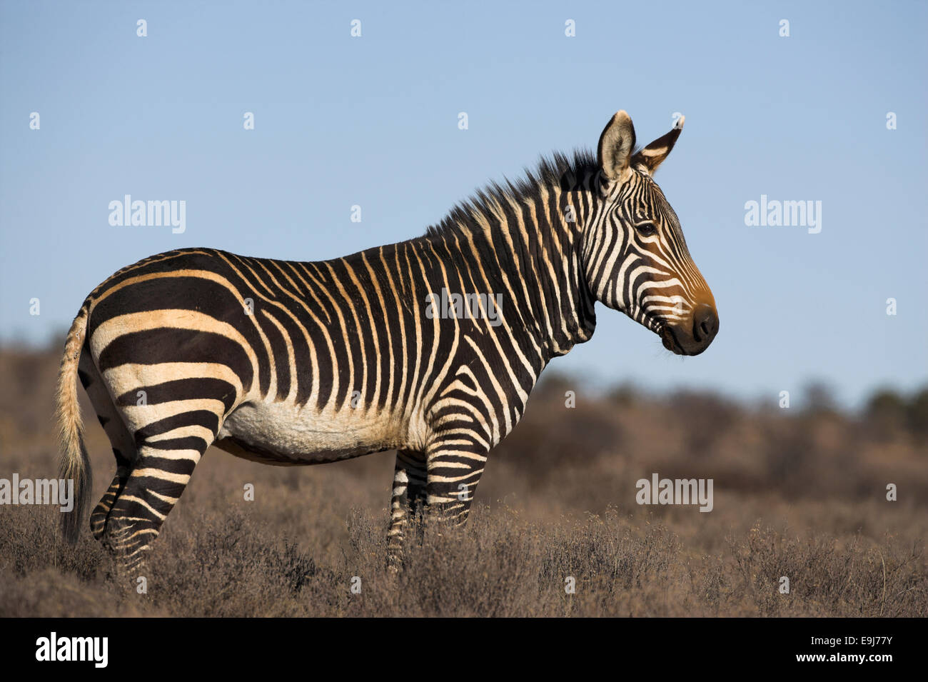 Cape Mountain Zebra, Equus zebra zebra, in Mountain Zebra National Park ...