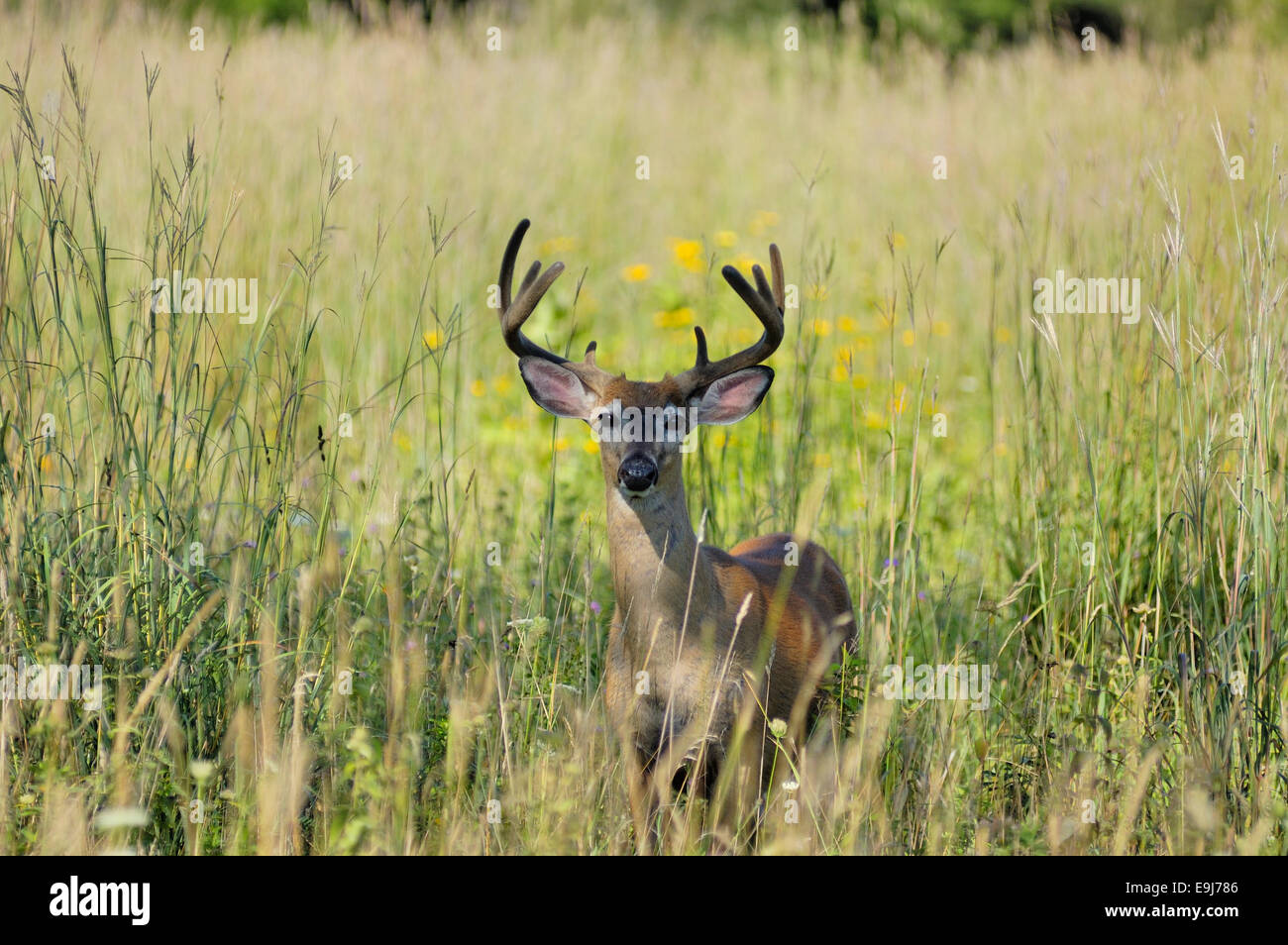 Whitetail Deer Buck standing in a field Stock Photo - Alamy