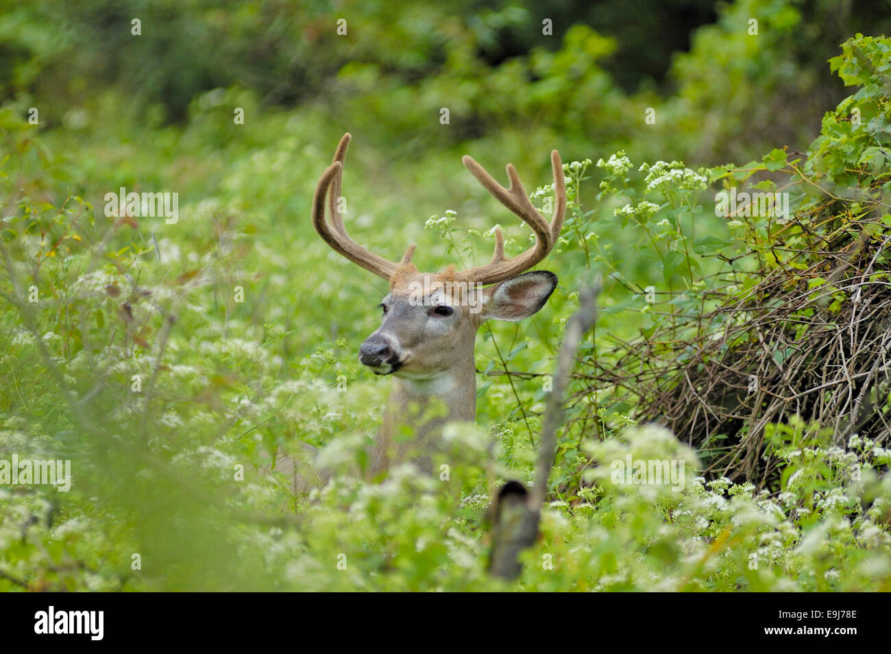 Whitetail Deer Buck standing in a field Stock Photo - Alamy