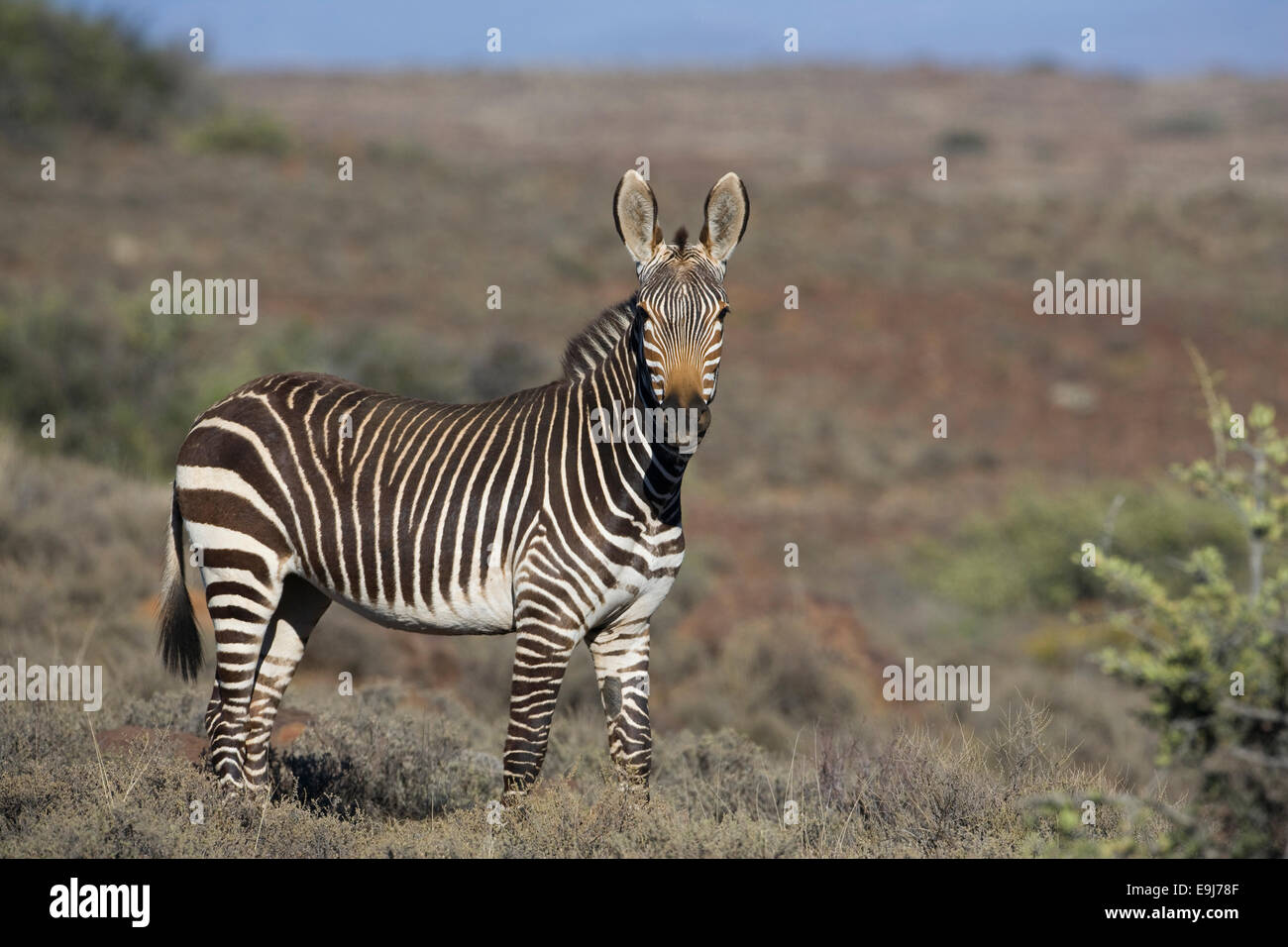 Cape mountain zebra, Equus zebra zebra, Karoo National Park, South ...