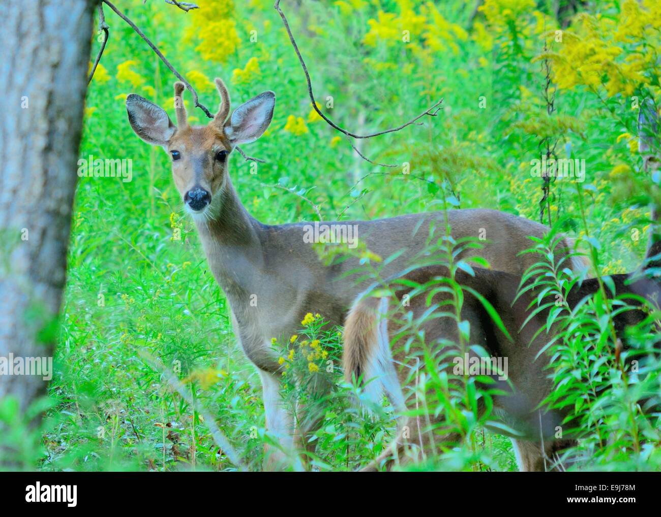 Whitetail Deer Spike Buck standing in the woods Stock Photo - Alamy