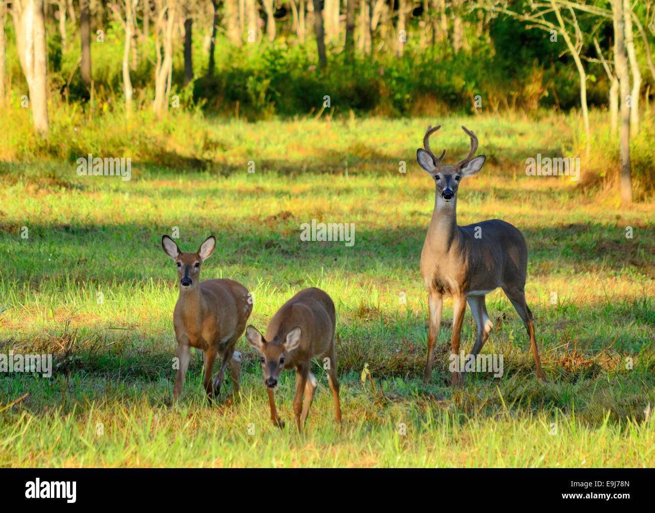 Whitetail Deer Buck standing in a field with two fawns Stock Photo - Alamy