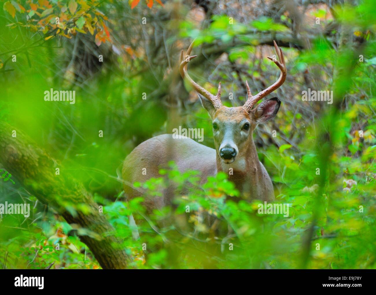Whitetail Deer Buck standing in a thicket Stock Photo - Alamy