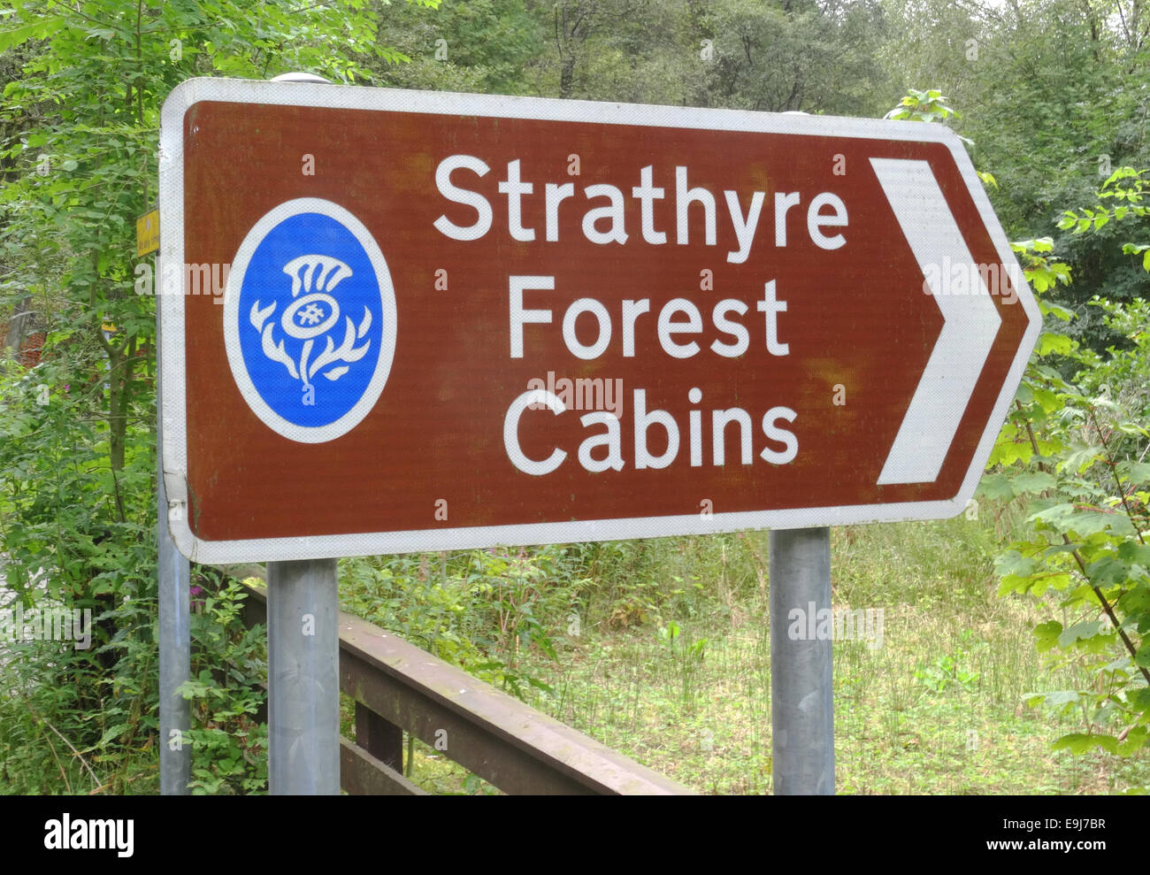 Scottish thistle logo hi-res stock photography and images - Alamy