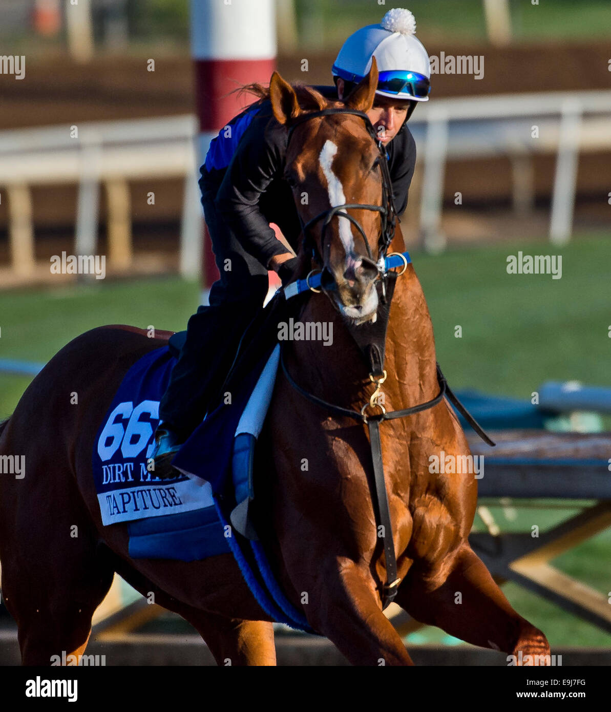 Tapiture Most Popular Photos