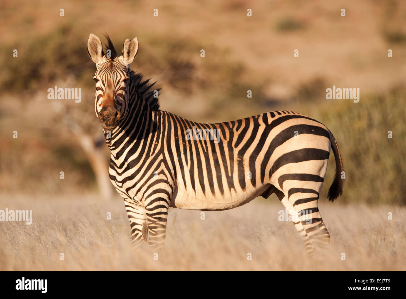 Hartmann's mountain zebra, Equus zebra hartmannae, Kunene region ...