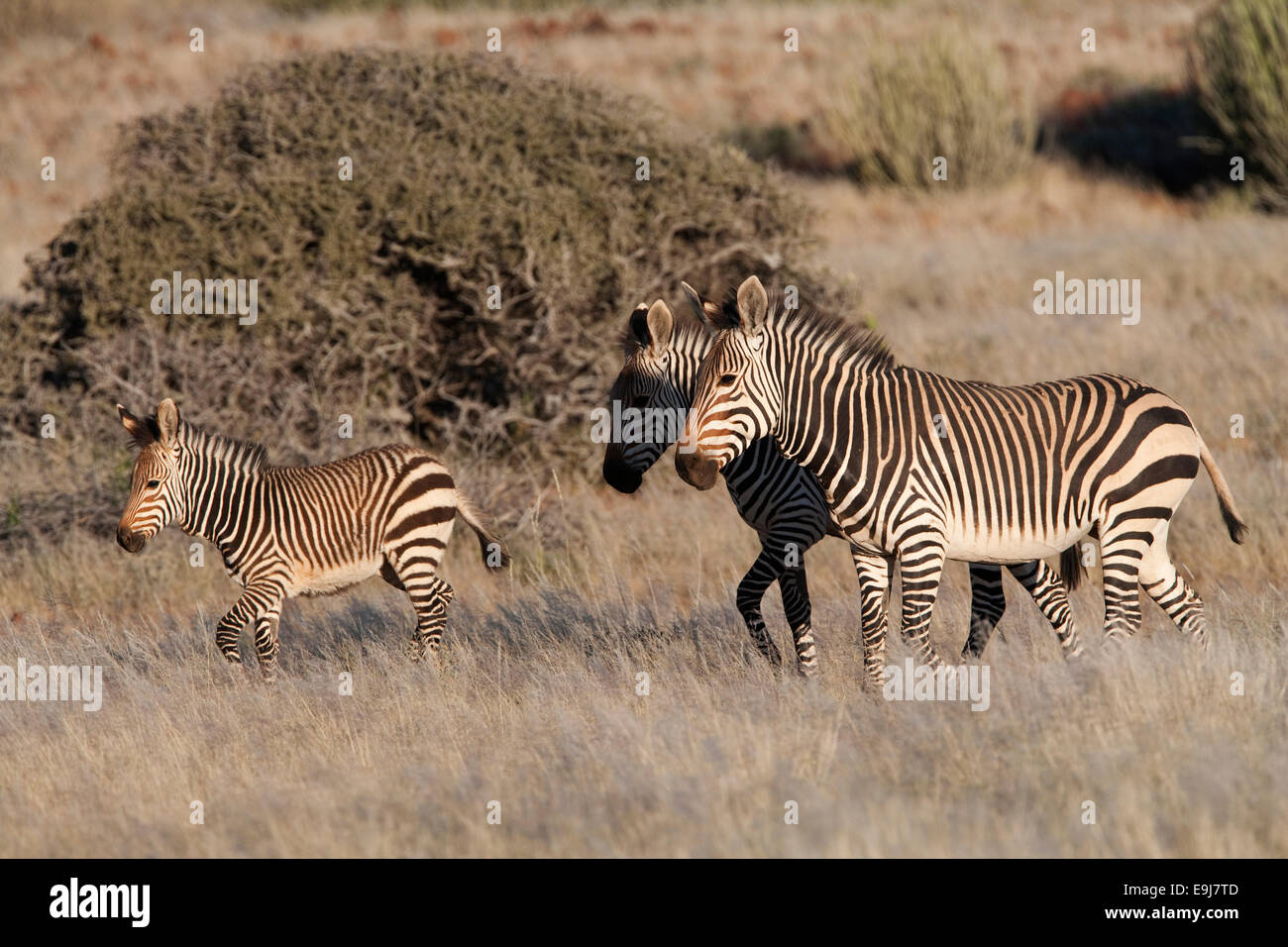 Hartmann's mountain zebra, Equus zebra hartmannae, with foal, Kunene ...