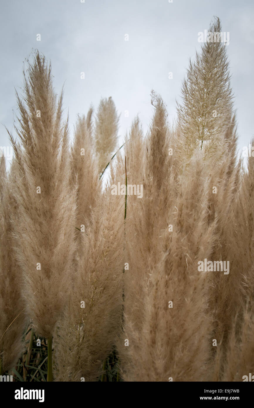 Pampas hi-res stock photography and images - Alamy