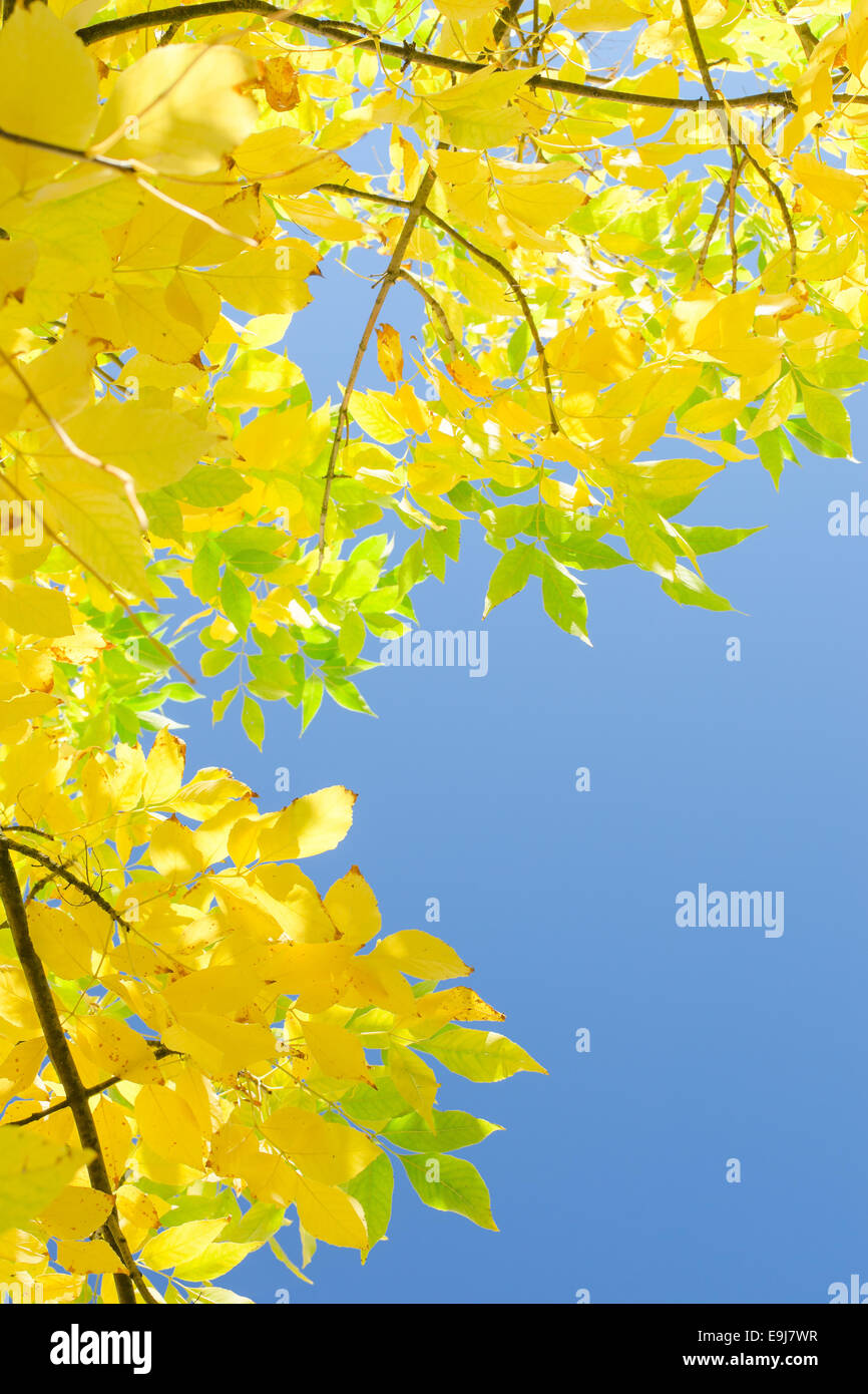 Vertical autumn background with yellow foliage over blue sky and free ...