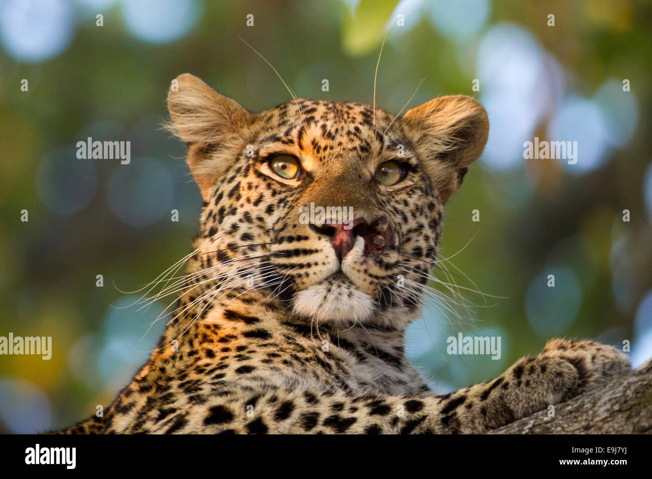 A slightly injured leopard looks down from a tree Stock Photo - Alamy