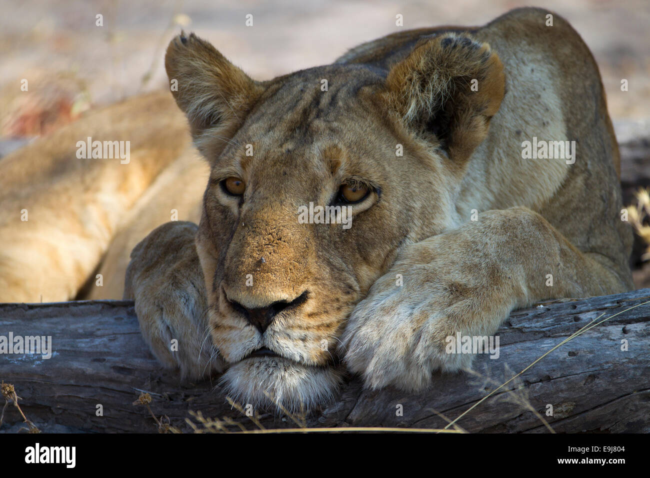 Head between paws hi-res stock photography and images - Alamy