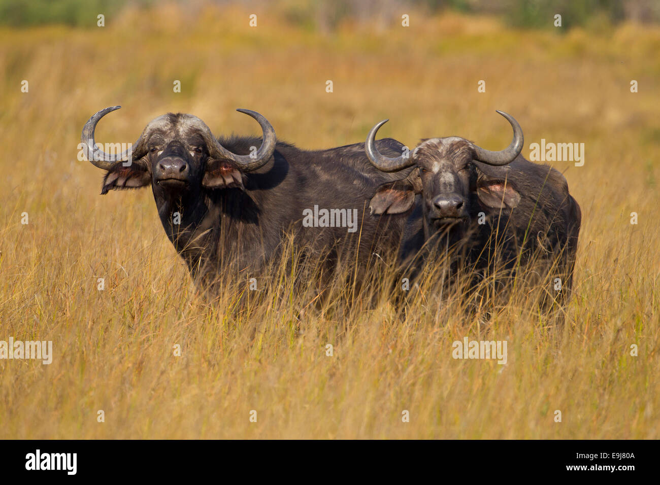 Cape buffalo faces camera hi-res stock photography and images - Alamy