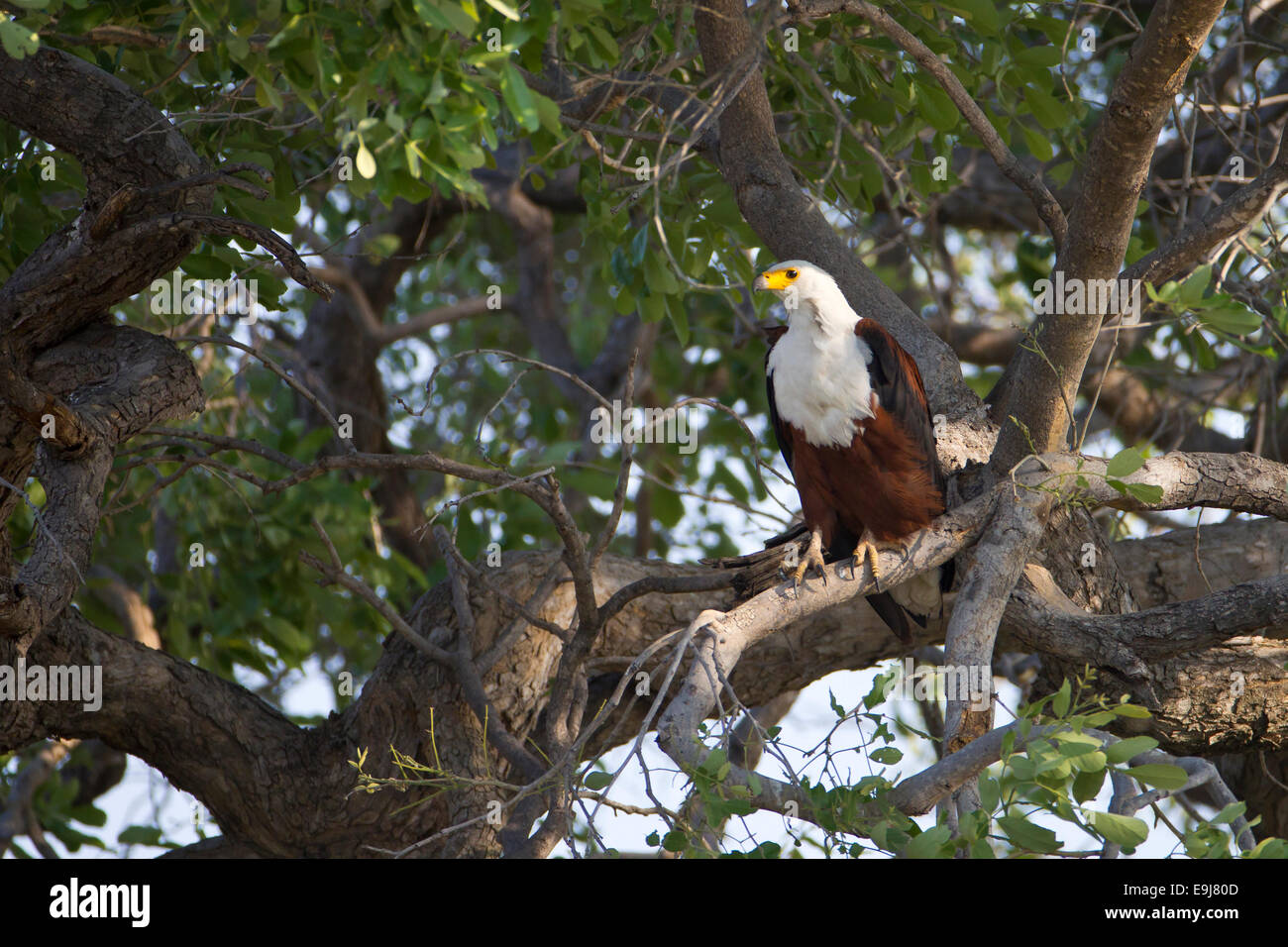 African fish eagle perched on a tree branch Stock Photo - Alamy