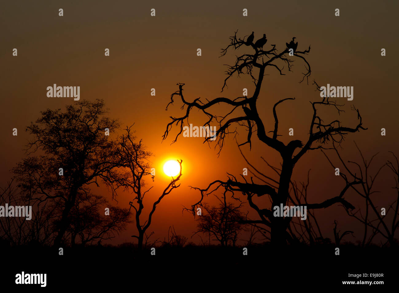Africa a classic african sunset hi-res stock photography and images - Alamy