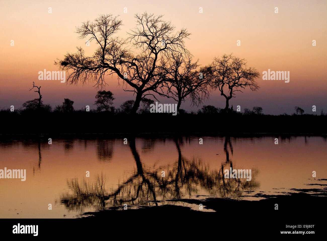 Trees reflected in still water at sunset Stock Photo - Alamy