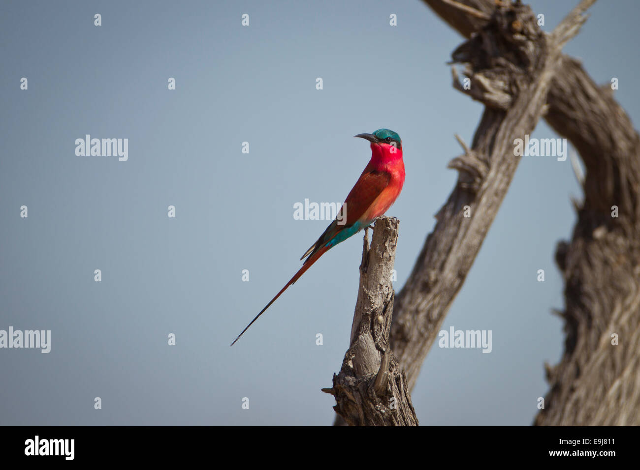 Carmine bee eater botswana hi-res stock photography and images - Alamy