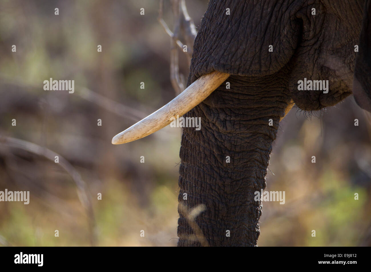 Elephant tusks ivory hi-res stock photography and images - Alamy