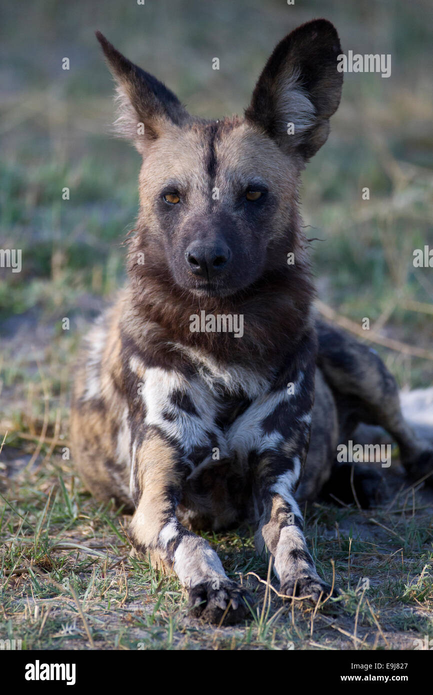 Wild dogs of Botswana Stock Photo - Alamy
