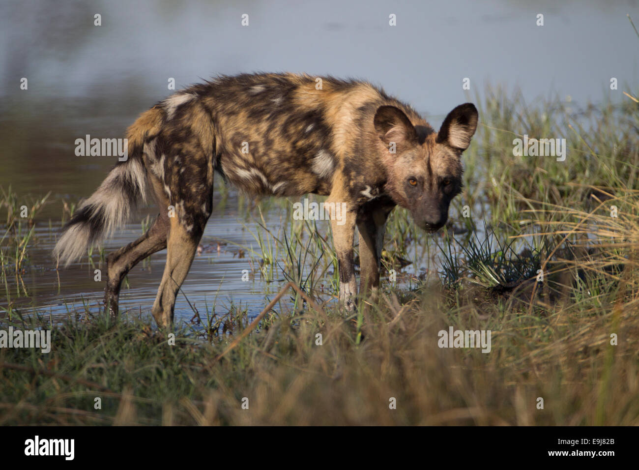 Wild dogs of Botswana Stock Photo - Alamy