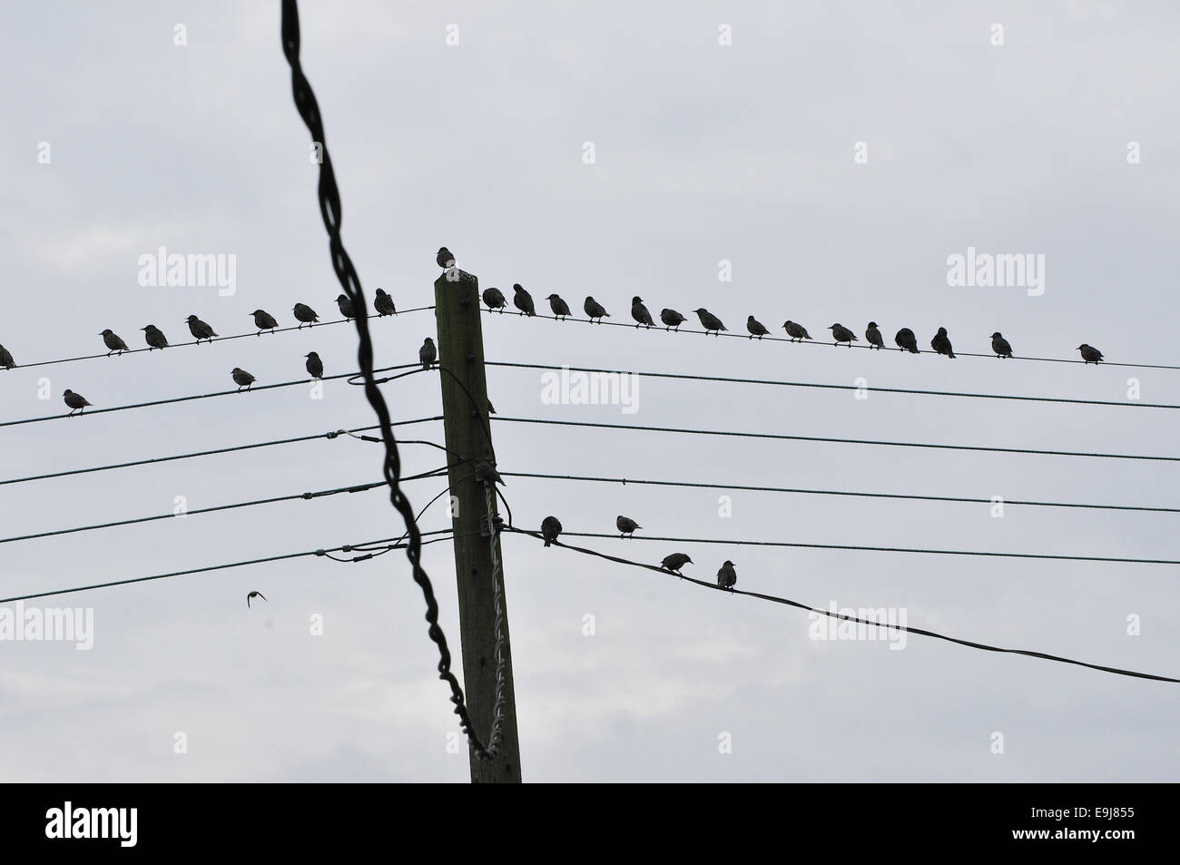 Birds on a wire Stock Photo - Alamy
