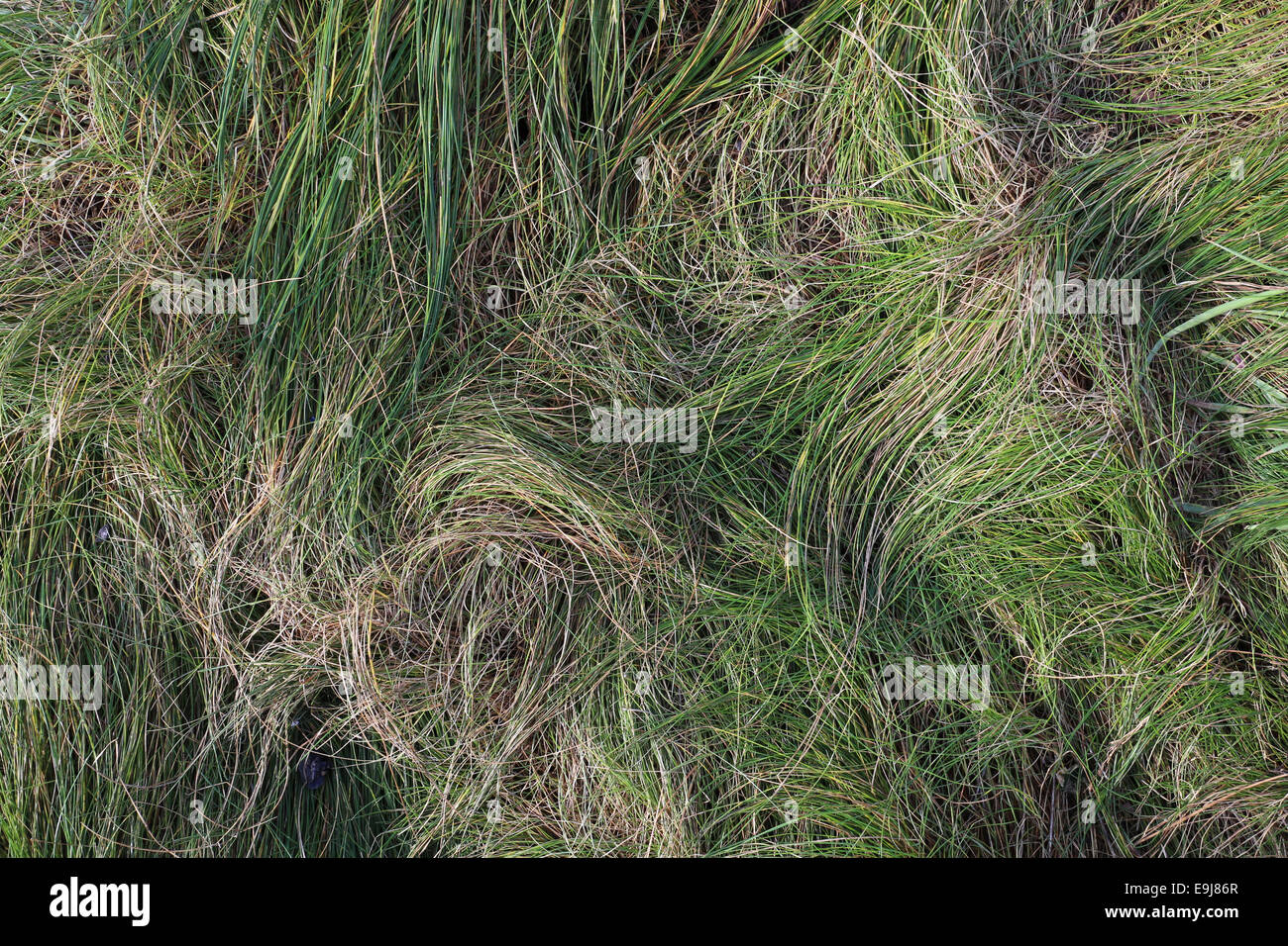 Flatten grass hi-res stock photography and images - Alamy