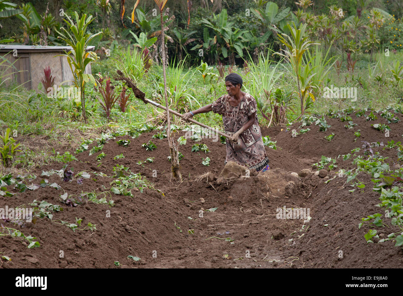 Papua new guinea agriculture hi-res stock photography and images - Alamy
