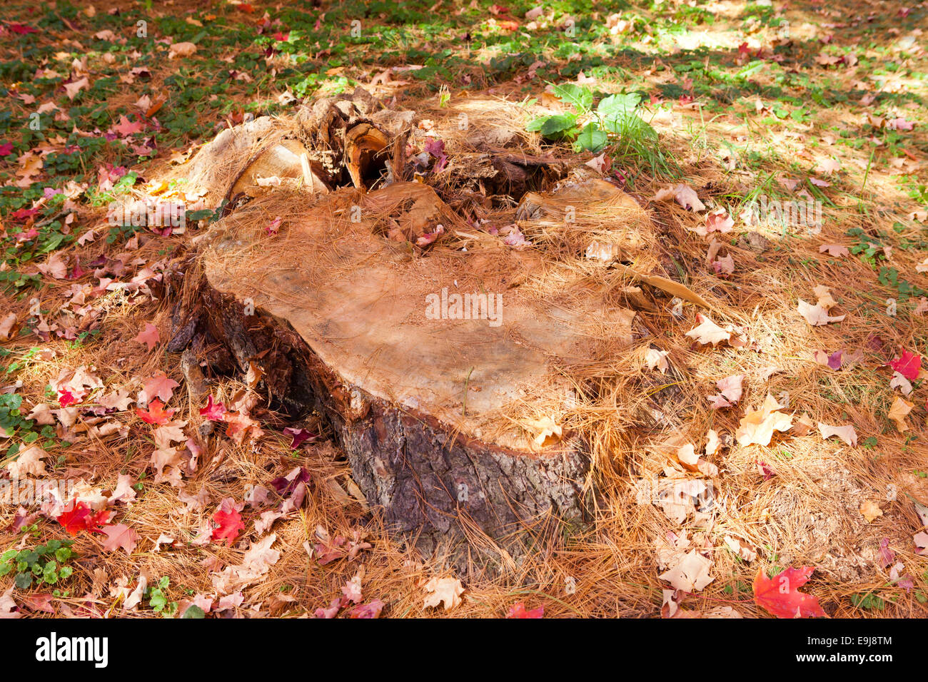 Tree stump after felling of tree - USA Stock Photo - Alamy